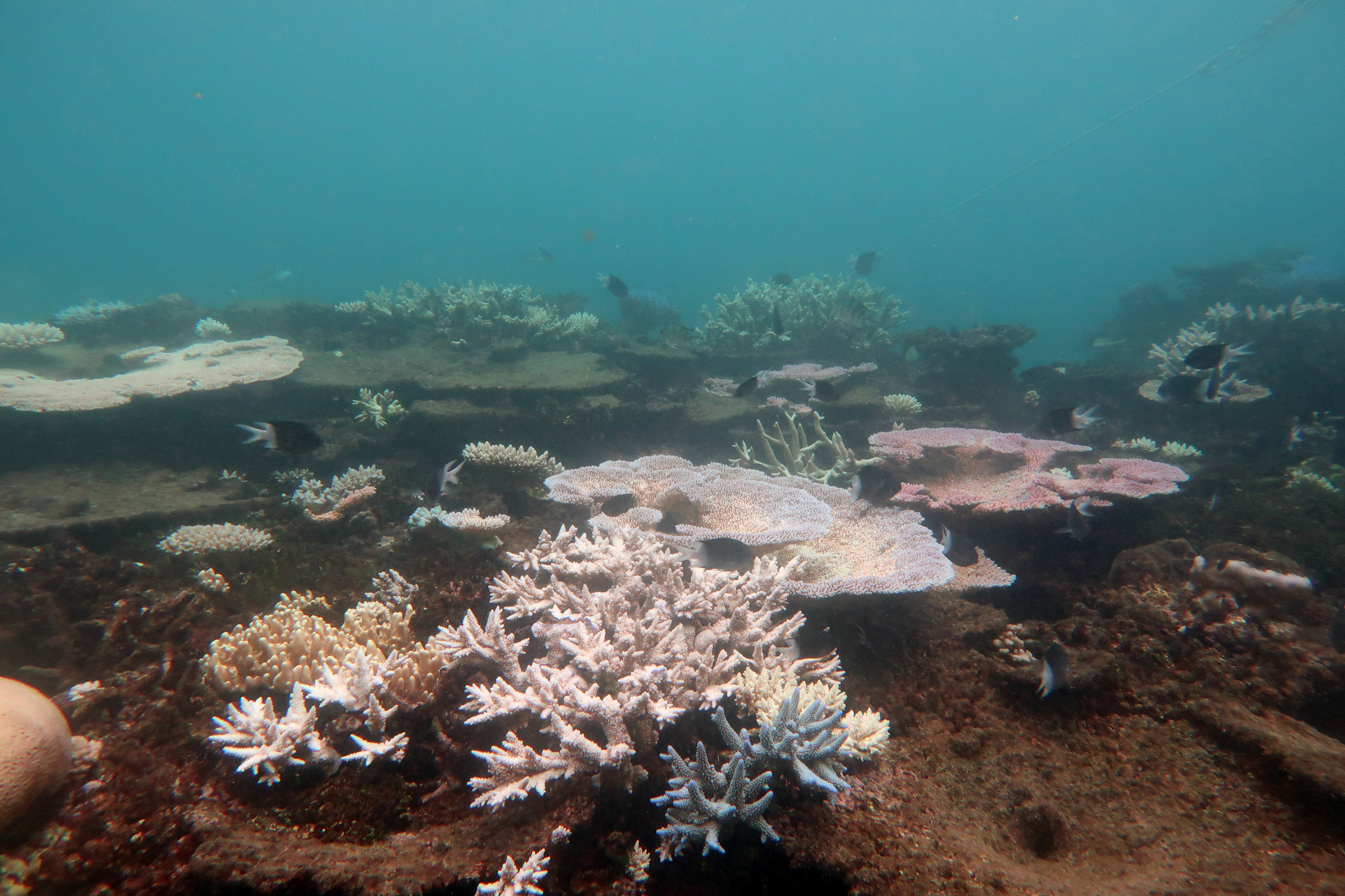 Report on surveys of the Innisfail sector of the Great Barrier Reef | AIMS