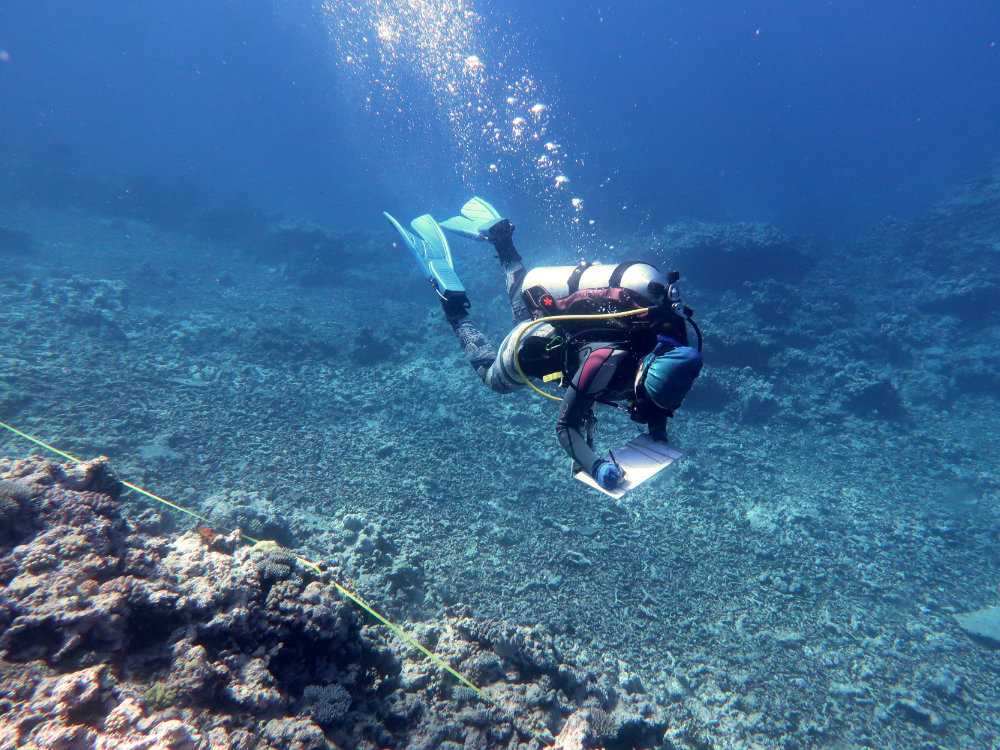 Report on surveys of the Cooktown-Lizard sector of the Great Barrier ...