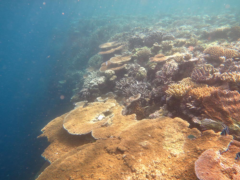 Report on surveys of the Princess Charlotte Bay sector of the Great ...