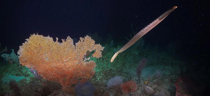 Video surveys show sea snake species hiding in deep at Ashmore Reef ...