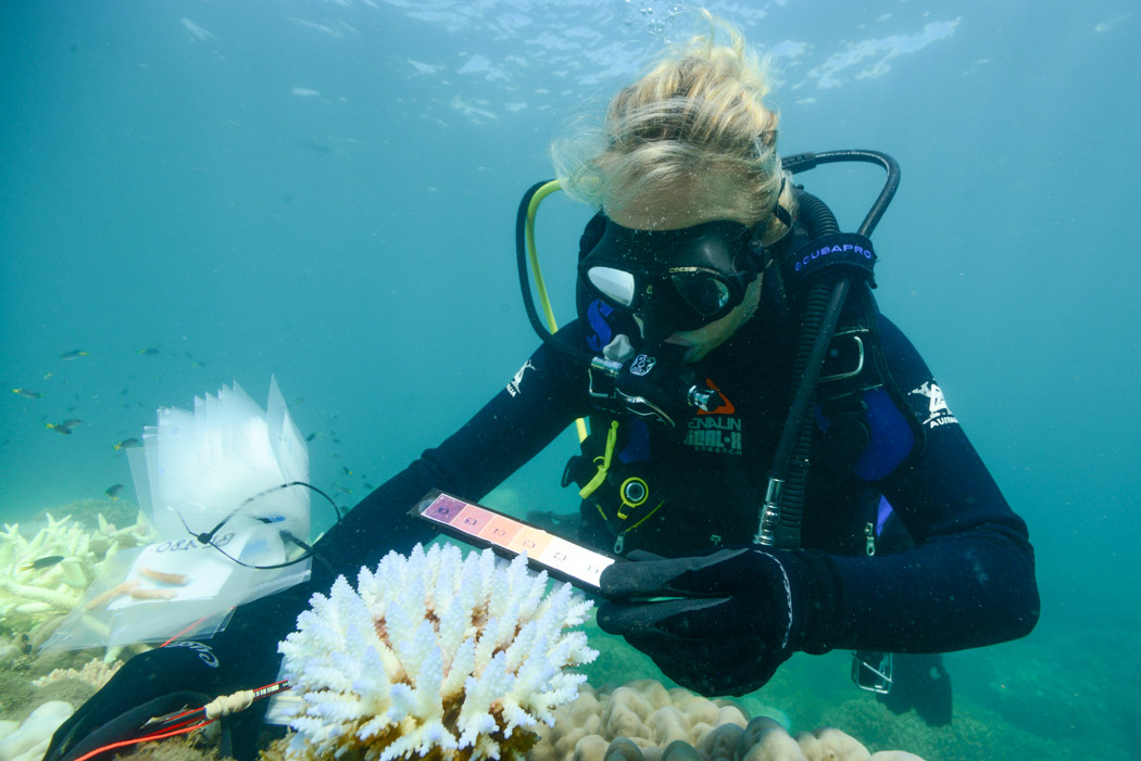 Coral bleaching | AIMS