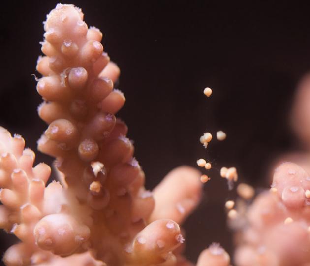 Coral spawning | AIMS
