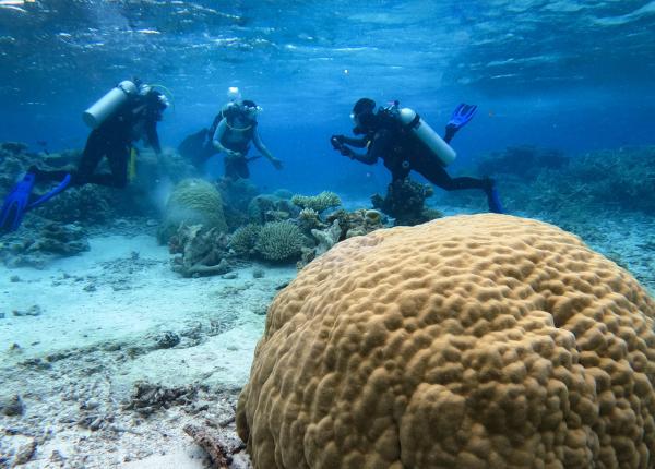 Reef Restoration and Adaptation Program | AIMS