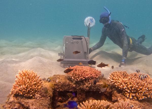 Australian Coral Reef Resilience Initiative | AIMS