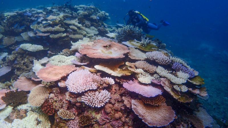 Scientists successfully develop ‘heat resistant’ coral to fight ... Scientists successfully develop ‘heat resistant’ coral to fight ...